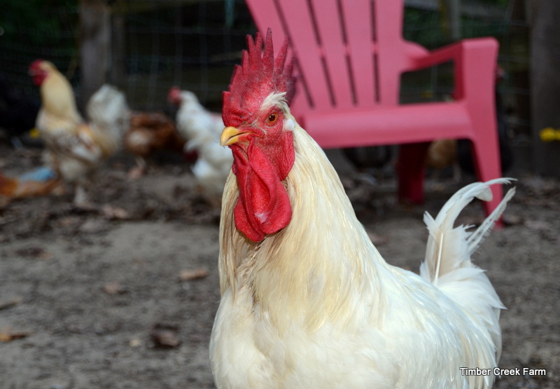 How Do Chickens Mate? - Backyard Poultry